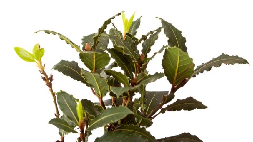 Babér (Laurus) jellemzői, gondozása és ápolása - Kertikék