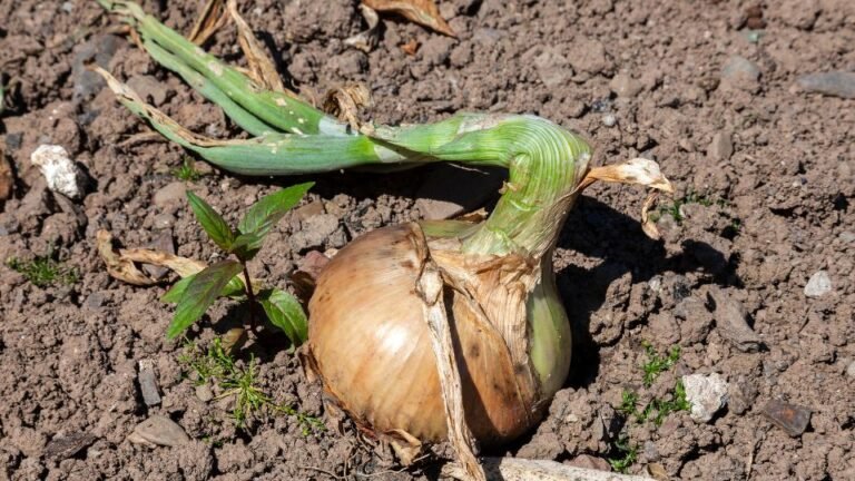 Hagyma (Allium) jellemzői, gondozása és ápolása - 🌿Kertikék