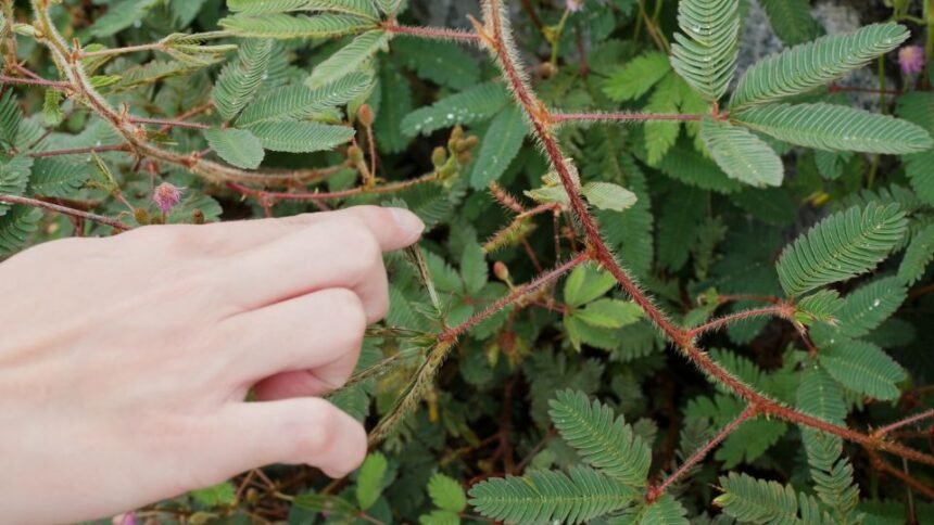 Mimóza (Mimosa pudica) ültetése, gondozása, szaporítása, betegségei ...