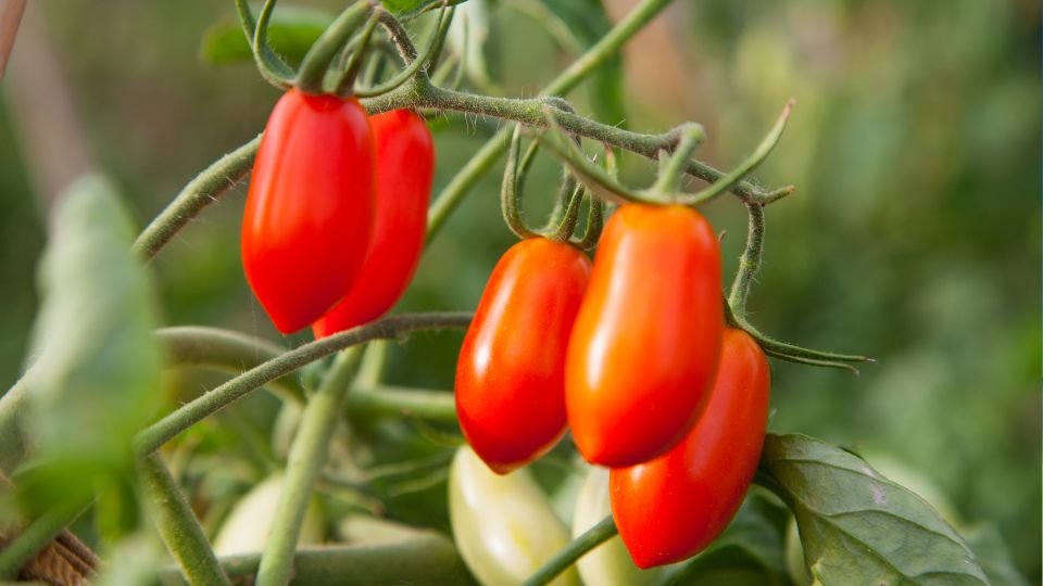 Datolya paradicsom - 🌿Kertikék