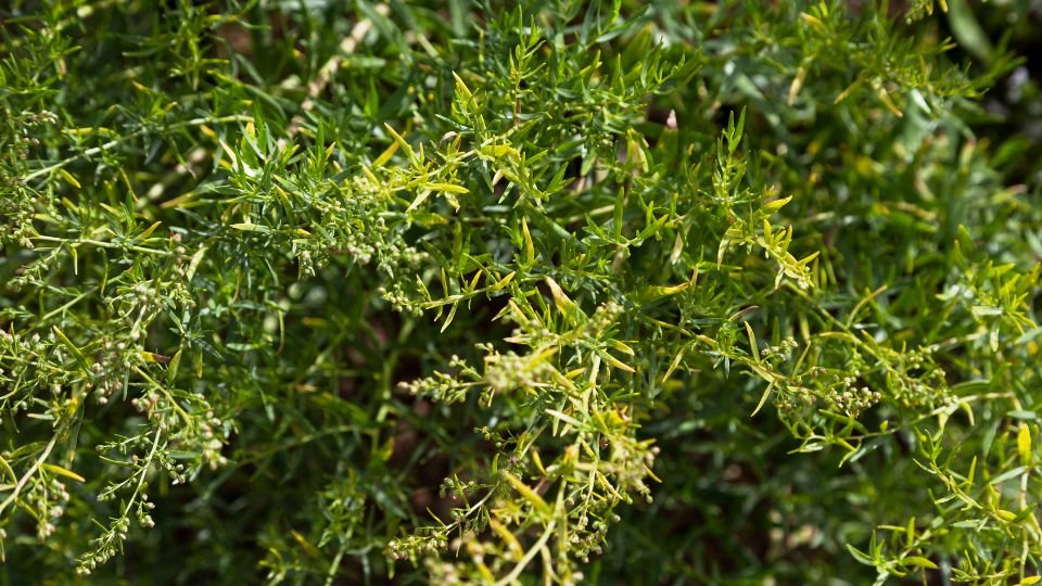 Tárkony ültetése, gondozása és szaporítása - 🌿Kertikék